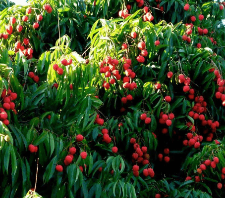 Lichia - Horta do Horto