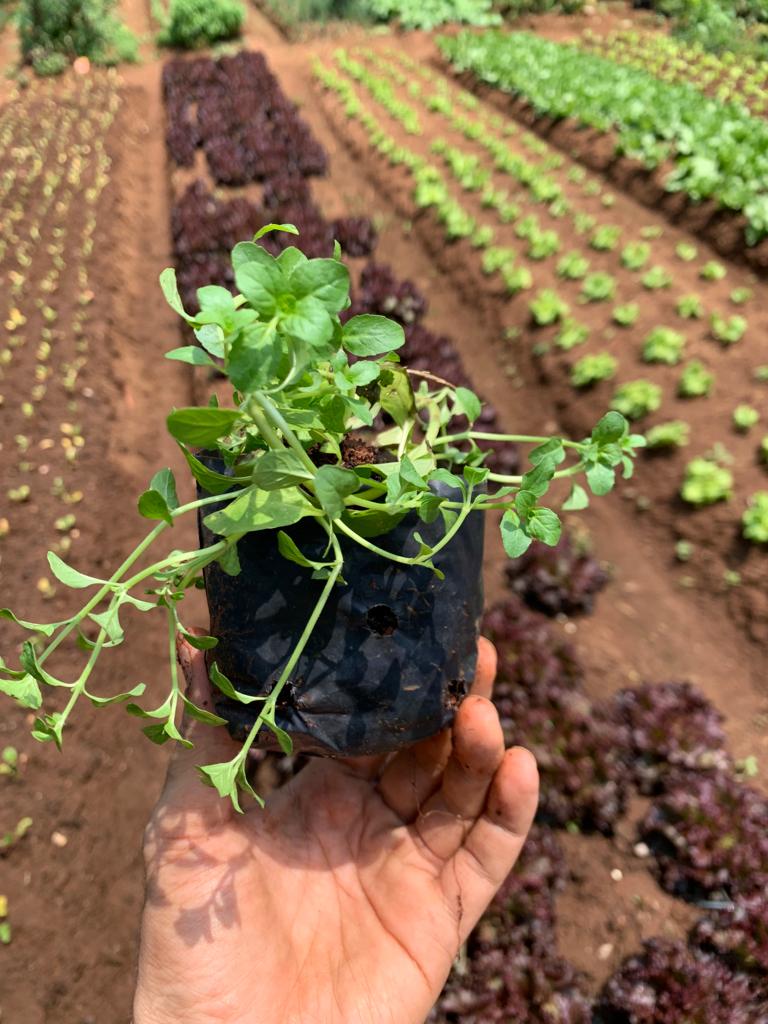 Muda de poejo - Horta do Horto