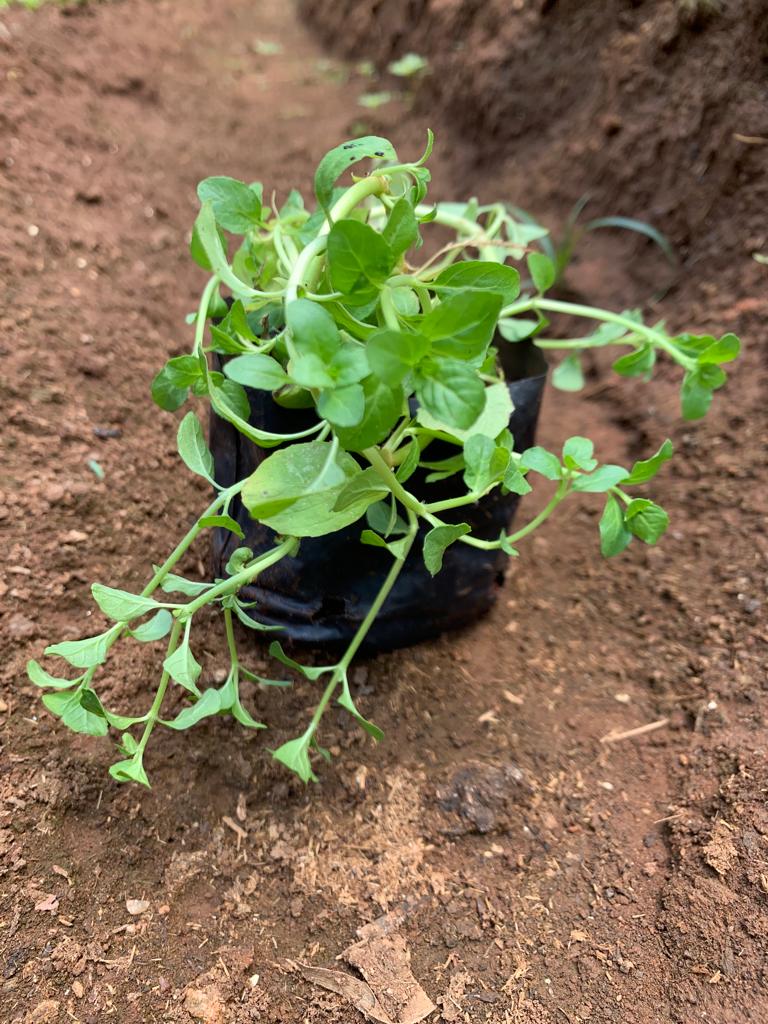 Muda de poejo - Horta do Horto