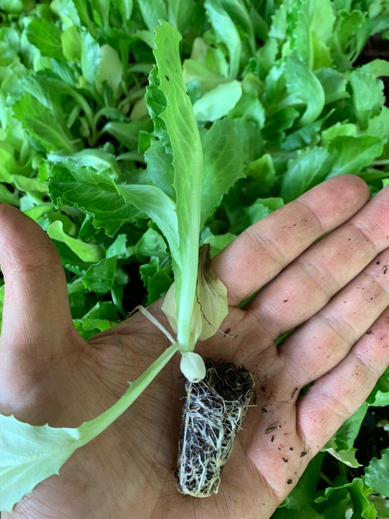 Planta De Alface Americana PLANTIO DE ALFACE AMERICANA: VOCÊ SABE A