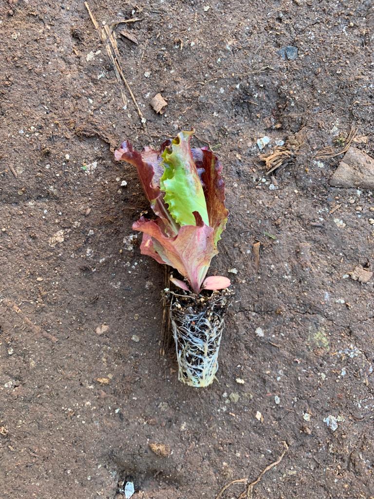 Muda de alface roxa (Dúzia) - Horta do Horto